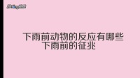下雨前动物的表现