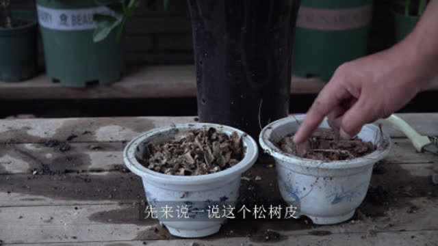花生壳-松树皮,两种植料养兰,谁效果更佳?