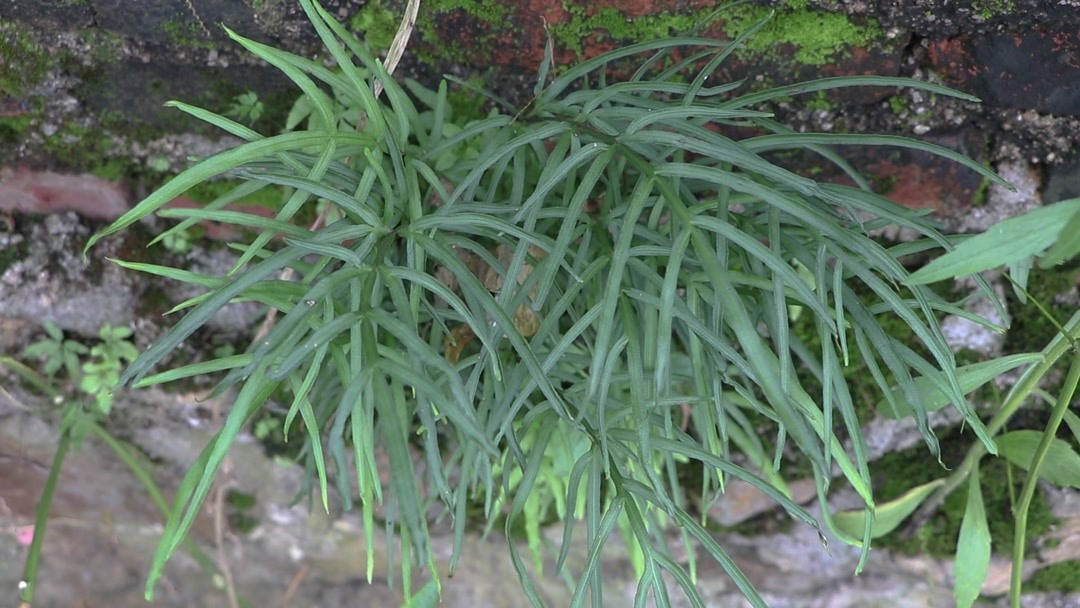 这种草药植物,功能用途挺不错,生活在农村的人,大部分都见过