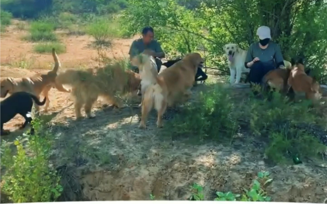 榆林沙漠神鹰训犬学校 寄养 度假篇