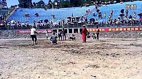 斗狗咬死视频 狗打架狗咬狗