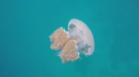 冯大大的潜水日志3