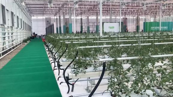 #无土栽培#学习种菜 这种模式种出来的西红柿会怎么样?