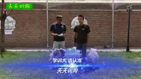 怎样教小狗狗上厕所_新概念训狗教学_甄郁婷训狗视频教程