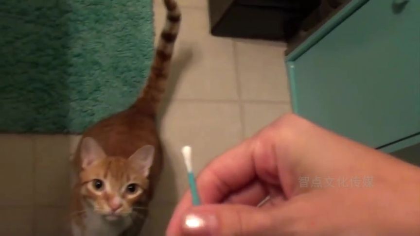 猫咪对棉签十分痴迷,放到哪儿都能叼出来,主人哭得不笑