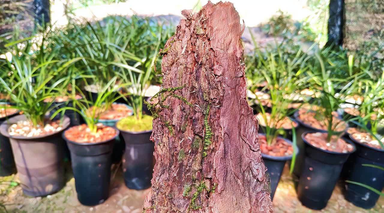 兰花植料松树皮该怎么发酵腐熟?4分钟教会你方法,30天保证腐熟