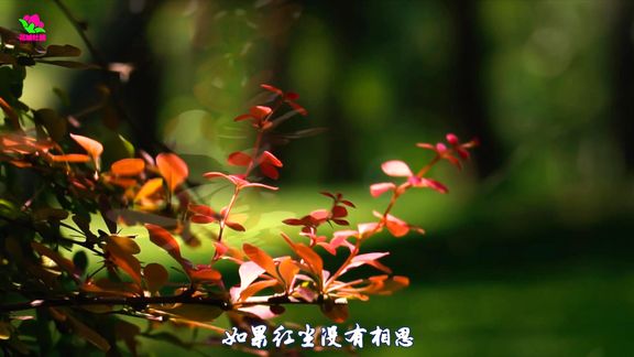 2020新情歌,蒋婴《如果红尘没有相思》,甜美动听