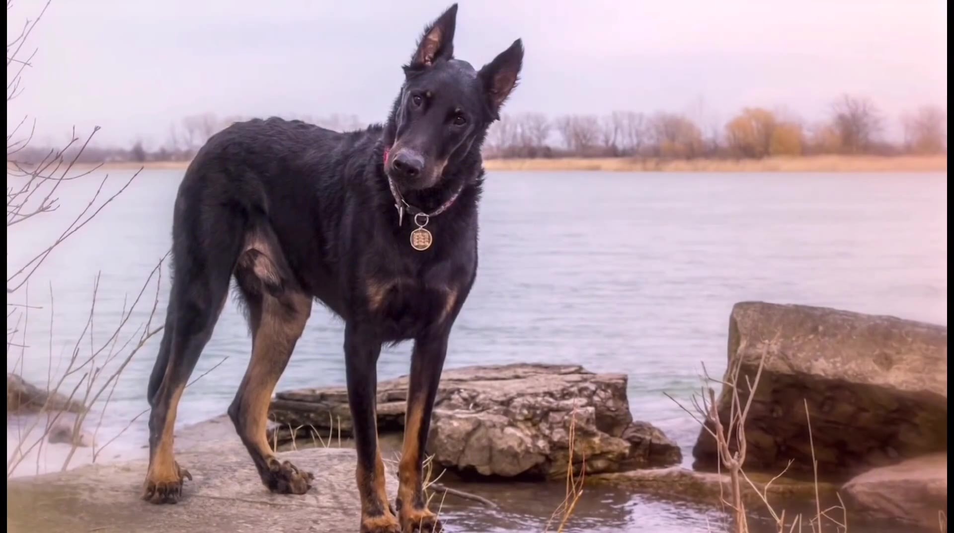 十种大型犬国内少见 我只见过3种 最后一只狗真不是藏獒
