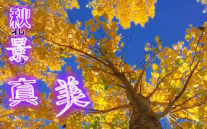 这样的拍摄技巧,要留住秋天的美景,看看怎样