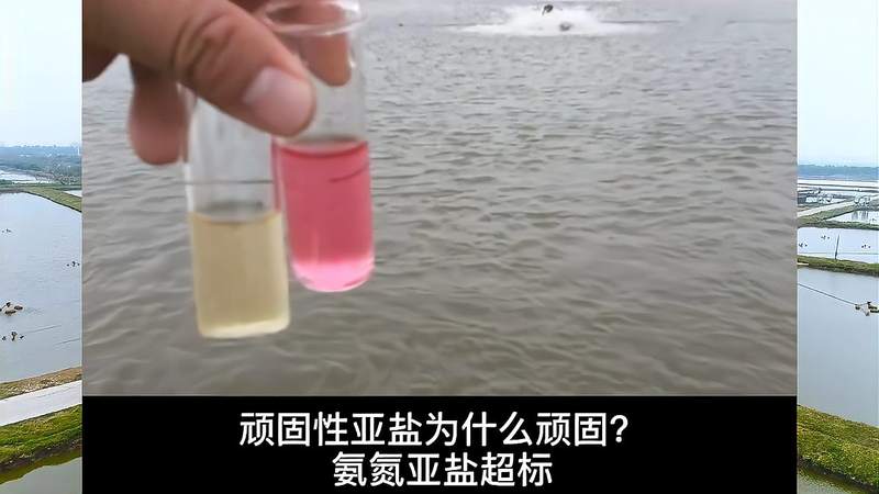池塘水质氨氮亚盐为什么顽固难调?因为有4点细节没有做好