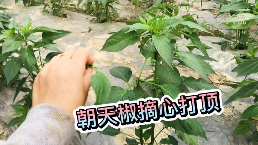 朝天椒跟其他辣椒管理不一样,做好这一步,一棵能结100多颗辣椒