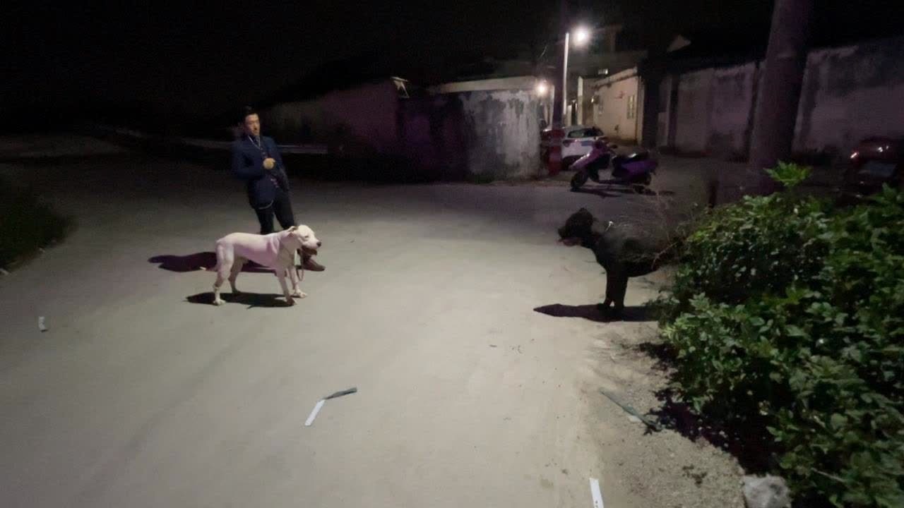 两岁杜高和十个半月卡斯罗打斗,小黑虽小勇气可嘉,...