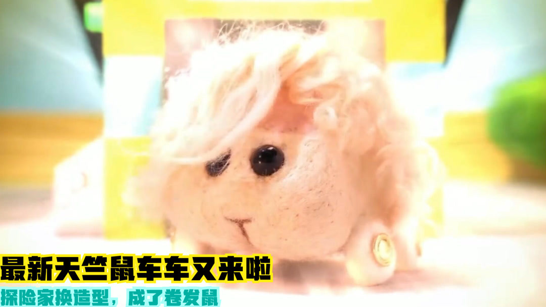 超萌天竺鼠最新一期:探险家也要漂漂亮亮呦,萝卜才是最大的宝藏