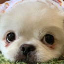 爱吃冰激凌の延陵琪华 