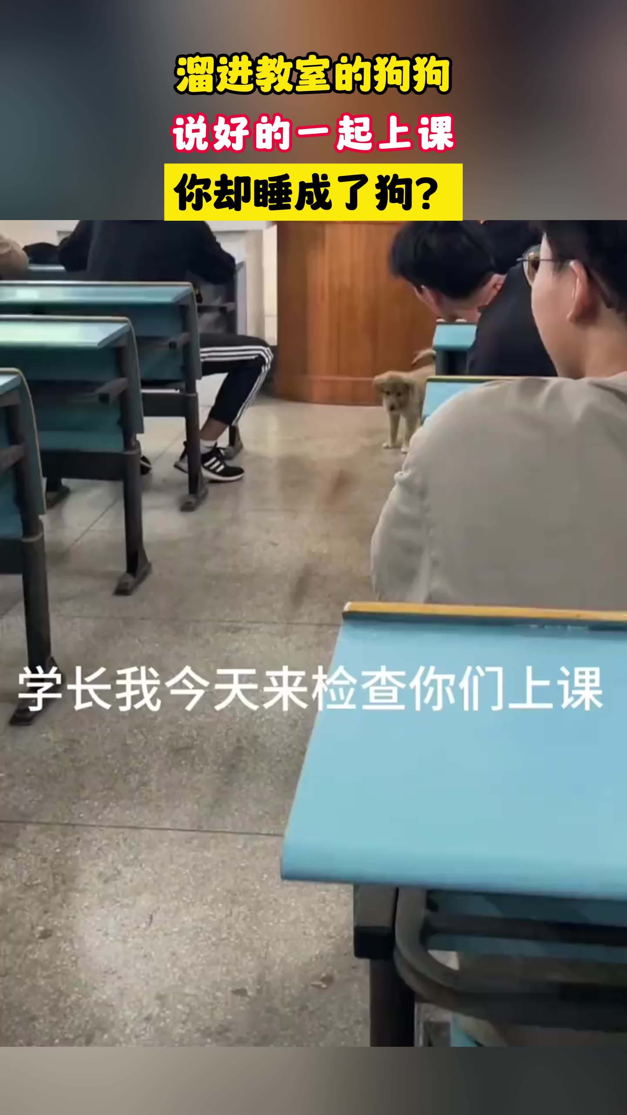 溜进教室的狗狗,说好的一起上课,你却睡成了狗?