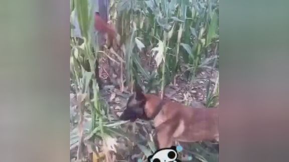 农村养的狗成精了!会帮主人掰玉米