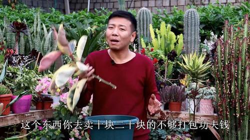 橡皮树扦插并不难,只有1个“关键点”,掌握好想不生根都难