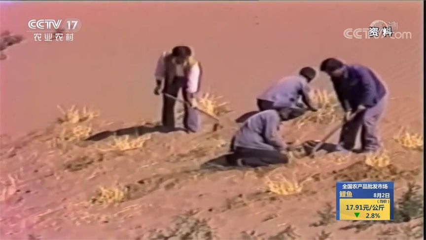 致敬!三代人治沙40年将沙漠变绿洲