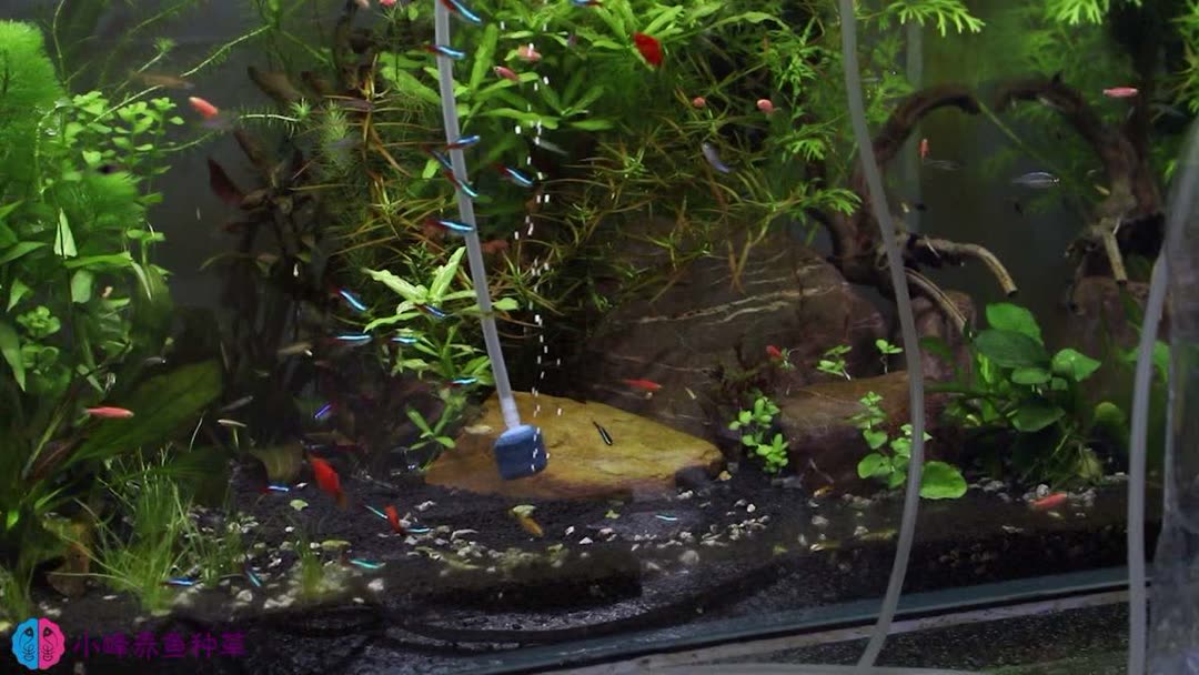 鱼缸停电怕鱼缺氧?虹吸原理制作“增氧泵”,停电再久也不怕