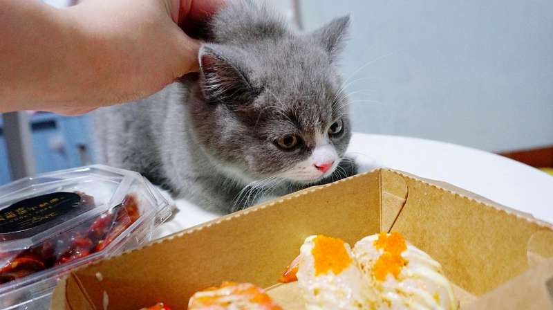 小奶猫犯错后看到主人准备教训自己,马上卖萌求饶!