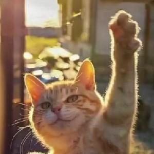 我是哈库塔呀哈 