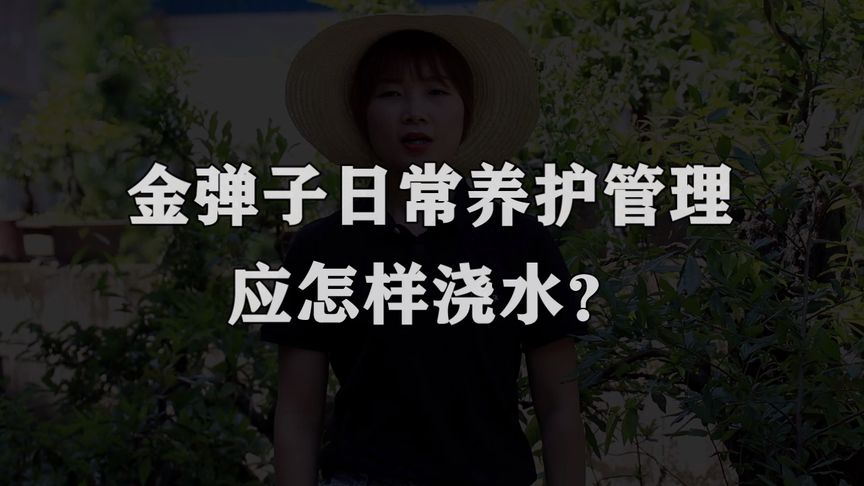 金弹子盆景日常养护管理——浇水