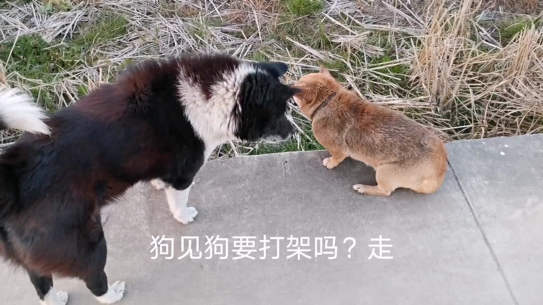 两条土狗相遇打架太凶,为拉架踢了自家的狗,这样做对吗?