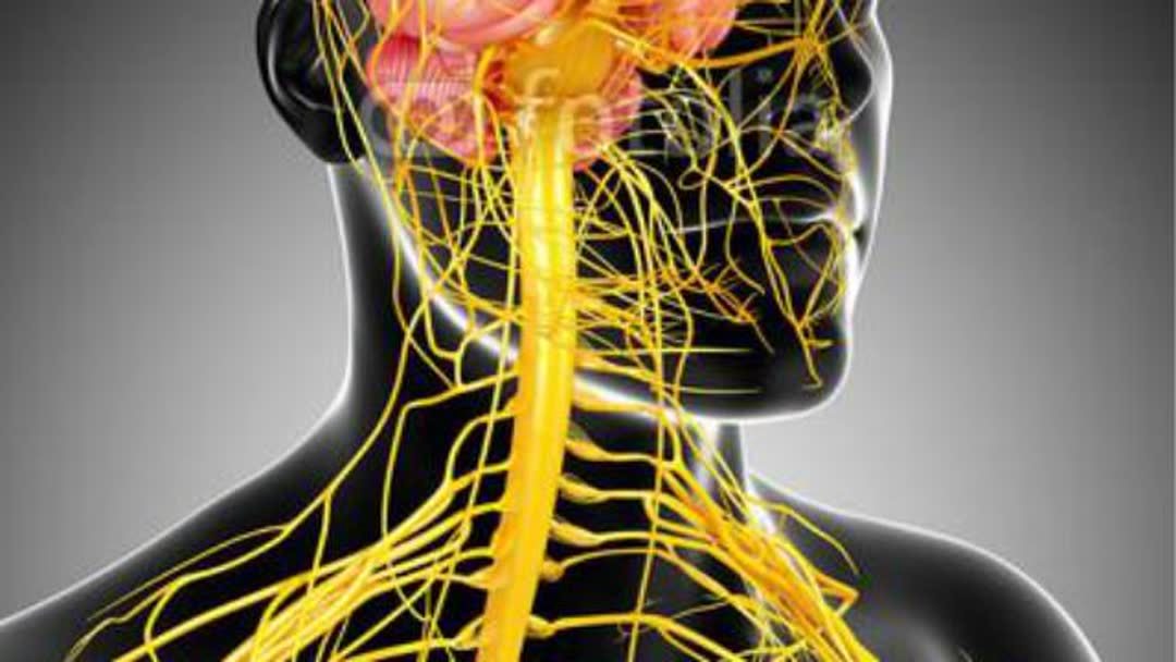 医学科普短片:神经系统的组成及其功能