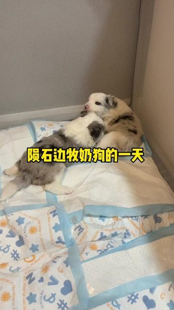 看了狗的生活,觉得又是想当狗的一天