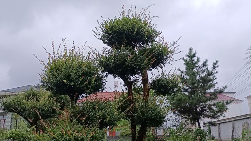 自然生长的野生树木经过人工改造修饰,已成艺术品。