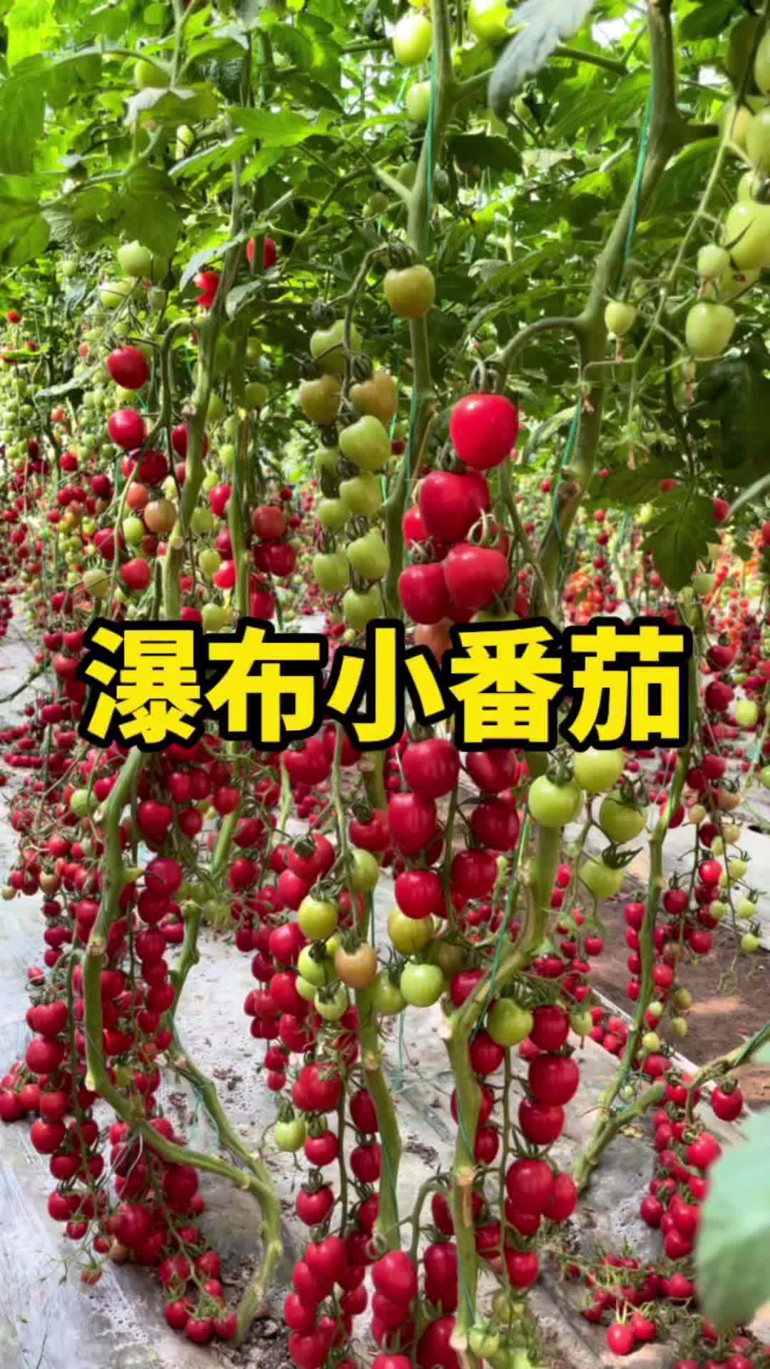 瀑布小番茄,口感香甜多汁,小院室内盆栽都可以种植