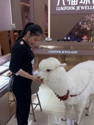 现场指导羊驼毛豆给小姐姐表演才艺 一定要养成诚实守信的良好习惯#...