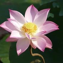 匆匆那年教学录屏 