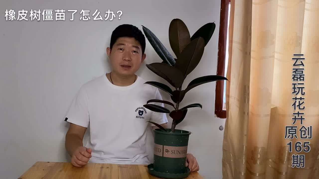 橡皮树黑金刚僵苗不生长?那是因为你没有做到这几点,一起看看吧