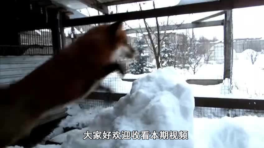 狐狸也有这么可爱的一面,这灵活的动作,太皮了吧!