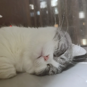 一只小花崽 