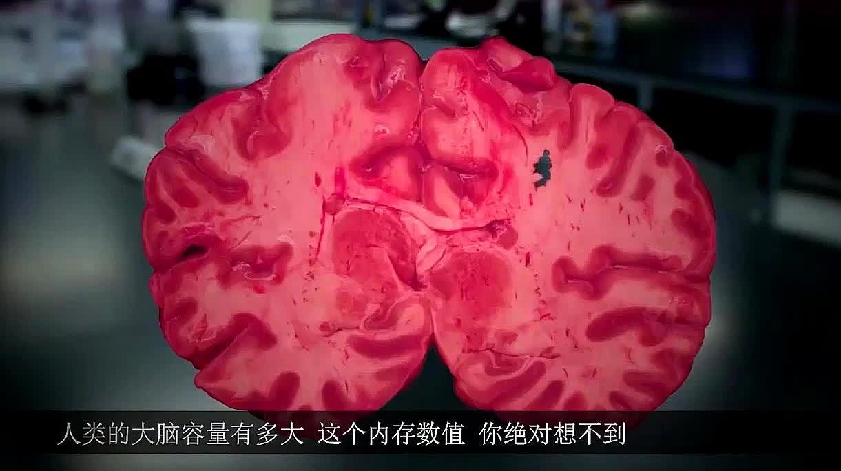 一个人的脑容量,比全世界电脑内存还...