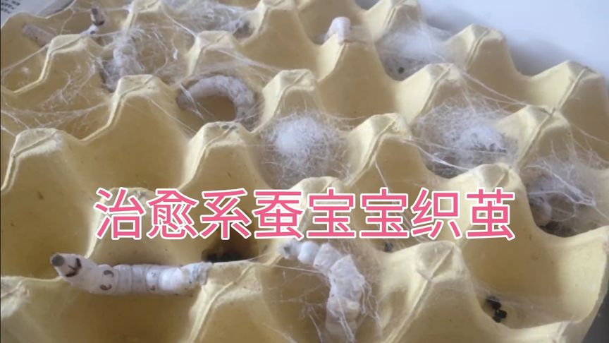 蚕宝宝也太可爱了吧?织娘们忙碌的织着茧,春蚕到死丝方尽…