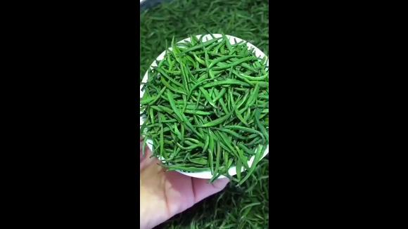 新茶上市雀舌