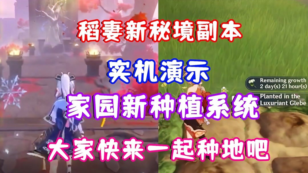 (原神)稻妻新圣遗物秘境副本 家园新种植系统 实机演示