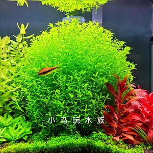 小马玩水族 