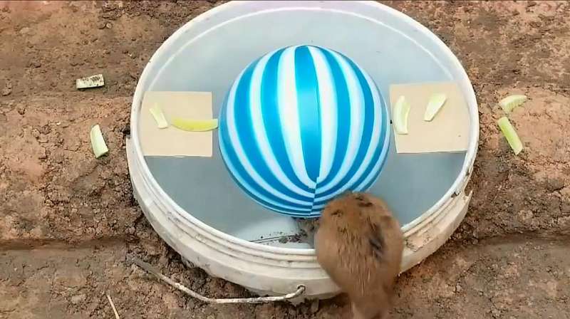 民间牛人自制捕鼠神器,这样的发明太实用了,一晚上能抓几十只!