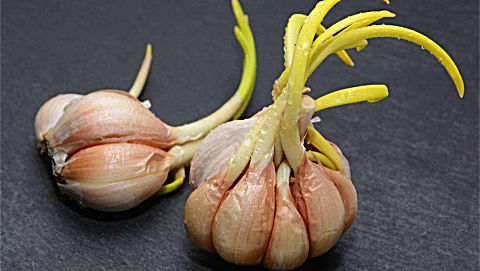 发芽大蒜用水泡一泡,用途真厉害,我也是刚知道这诀窍,学会真棒