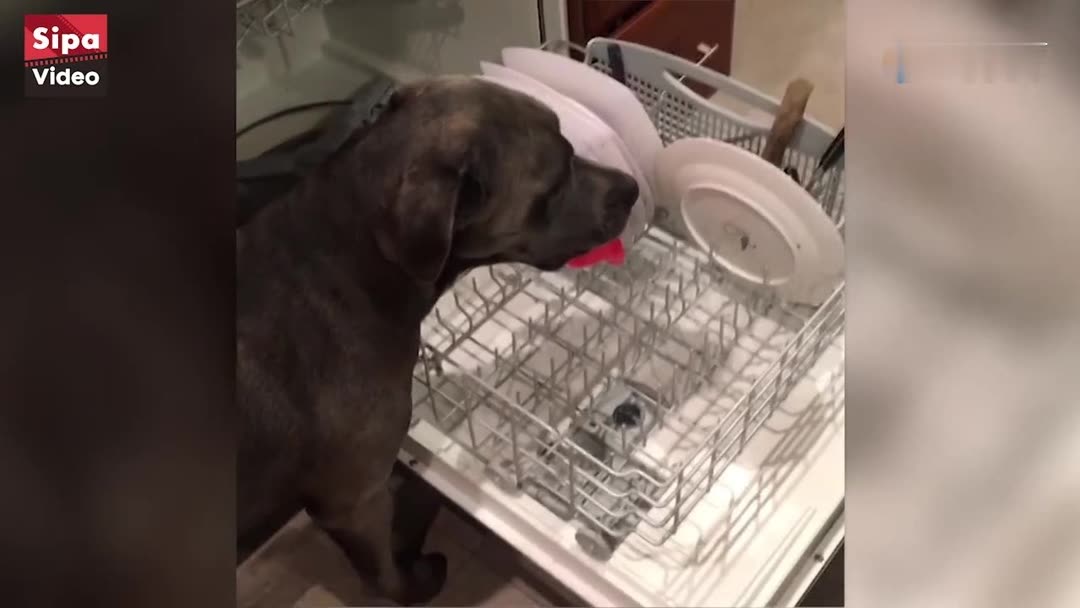 三岁的拉布拉多犬成为了主人家中的服务员,收拾厨房绝对熟练