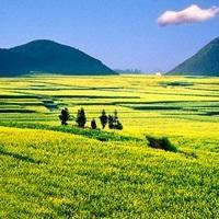 鹿三岁观电影 