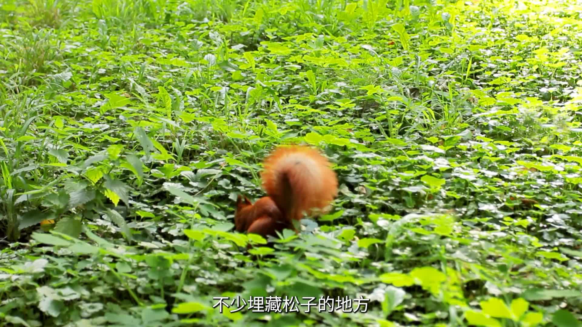 植物是如何传播种子的