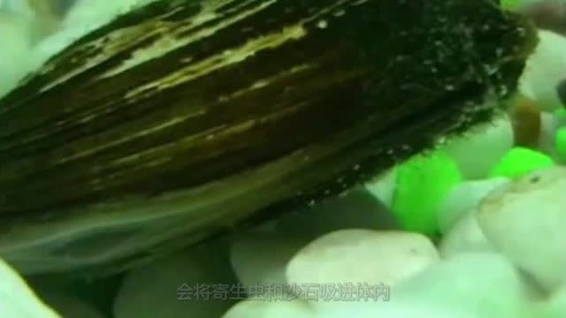 河蚌里为什么会有珍珠?珍珠到底是不是寄生虫?看完涨知识了!