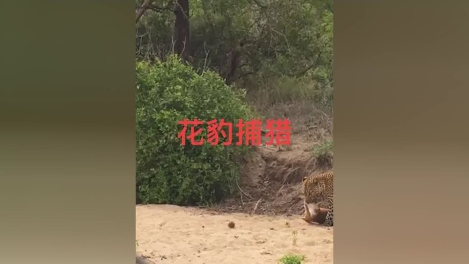 花豹捕猎技巧#野生动物零距离 #弱肉强食的动物世界 #这是什么动物...