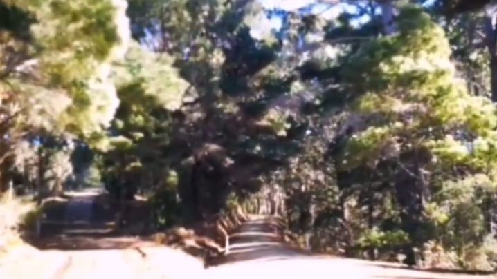 让我们来一场小森林之旅,没想到拍出3D效果。