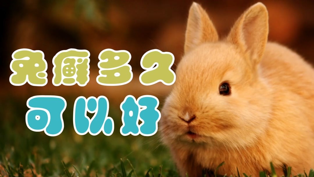 兔癣多久可以好